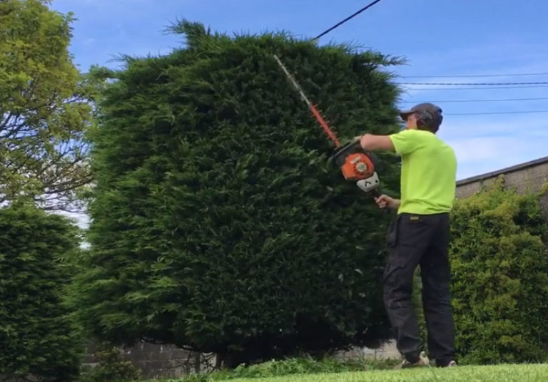 Tree Trimming - Evergreen Tree Trimming and Removal Service